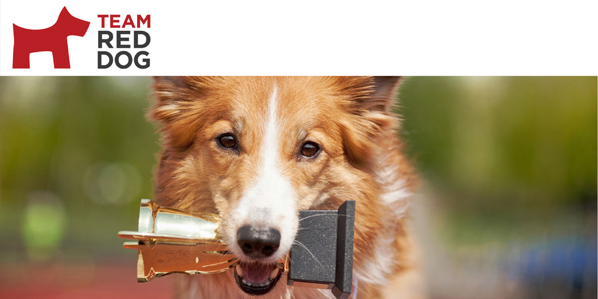 Workday Staffing in Seattle and Bellevue | Team Red Dog